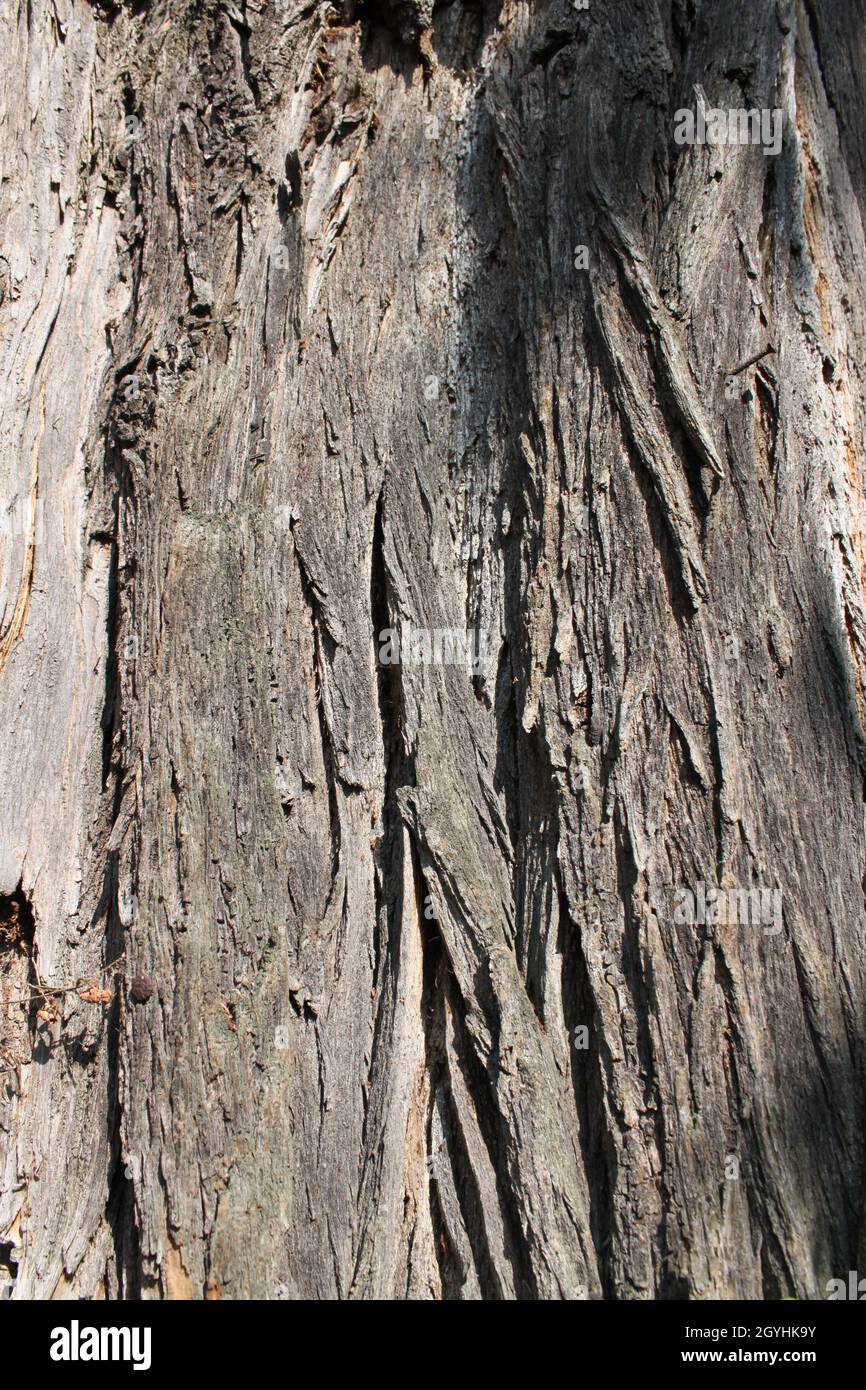 Grey bark closeup hi-res stock photography and images - Alamy