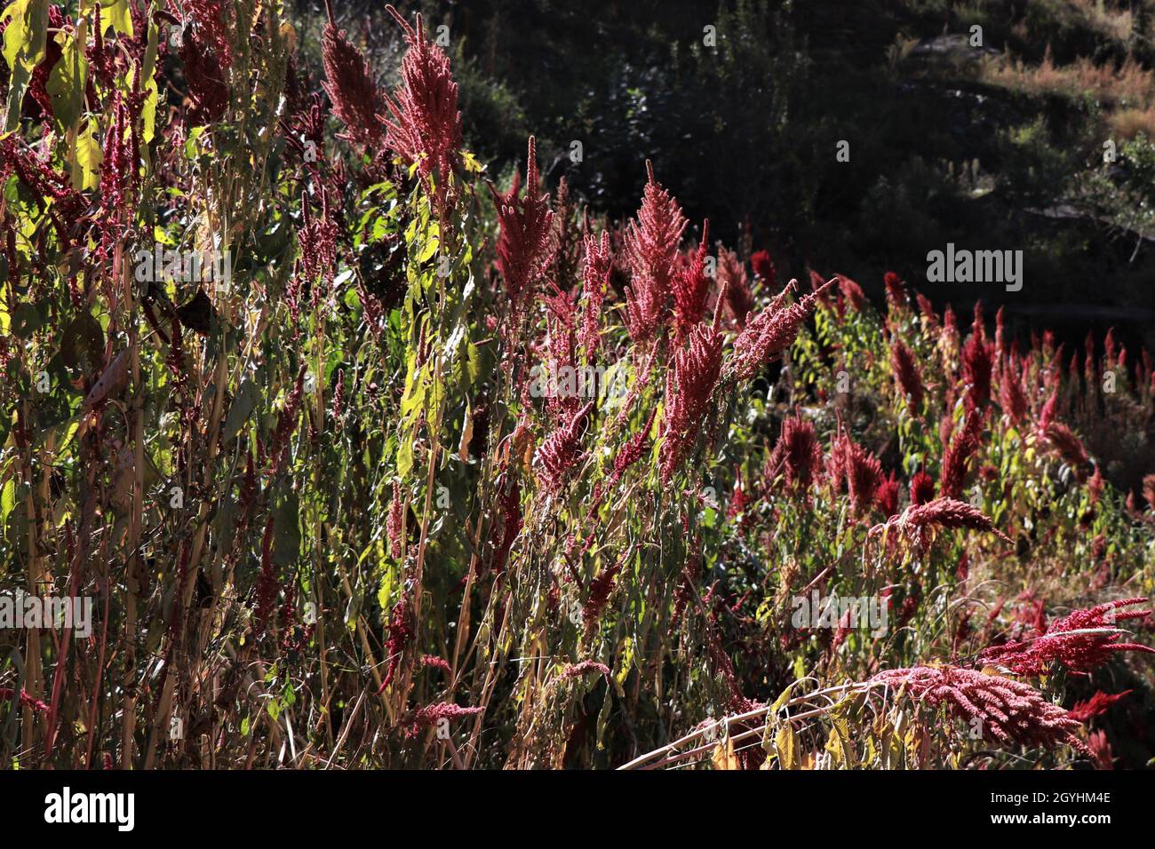 Usefulseed hi-res stock photography and images - Alamy