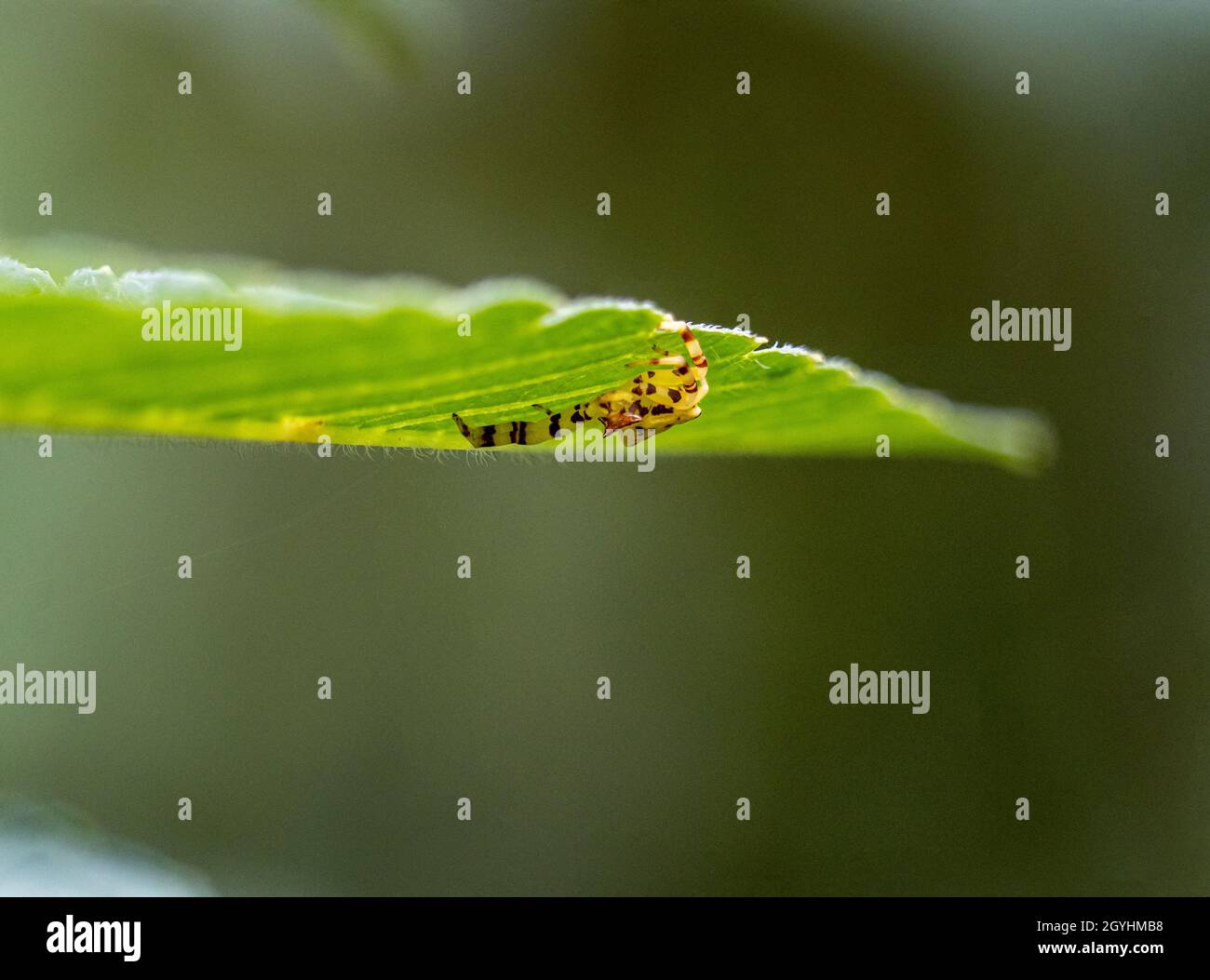 Spider hiding under leaf hi-res stock photography and images - Alamy