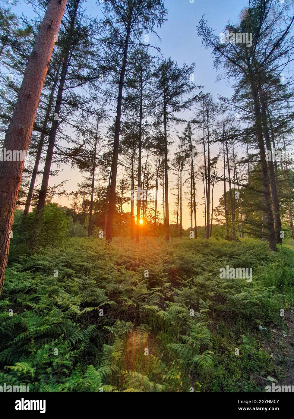 Green beetle in sun hi-res stock photography and images - Alamy