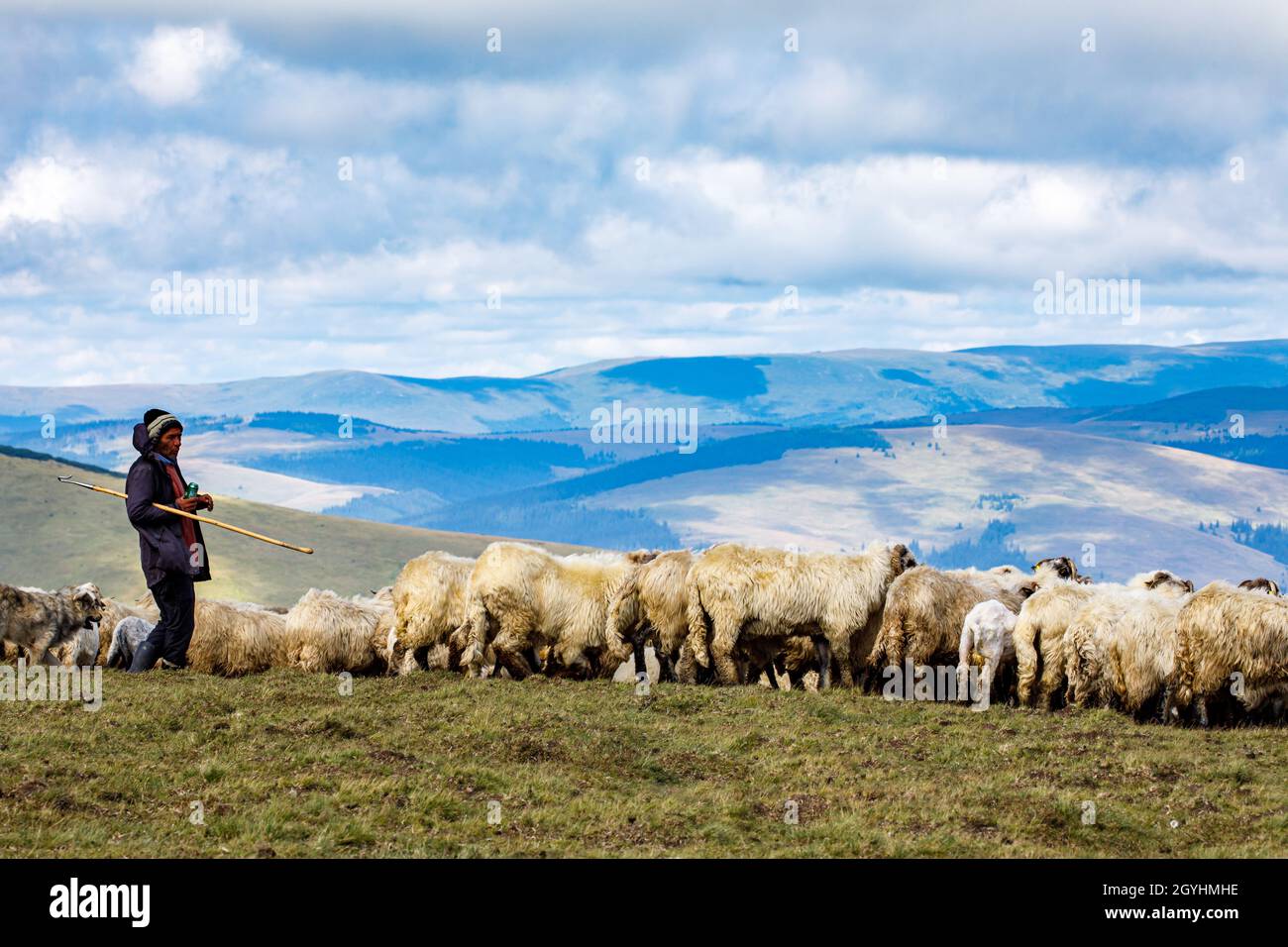 Romanian herder in the carpathian Stock Photo - Alamy