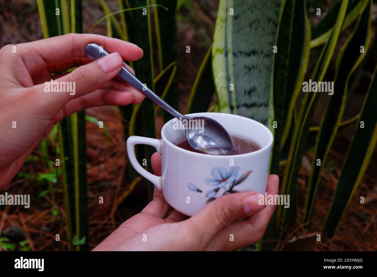 Closeup shot of a person mixing sugar in a cup of tea Stock Photo - Alamy