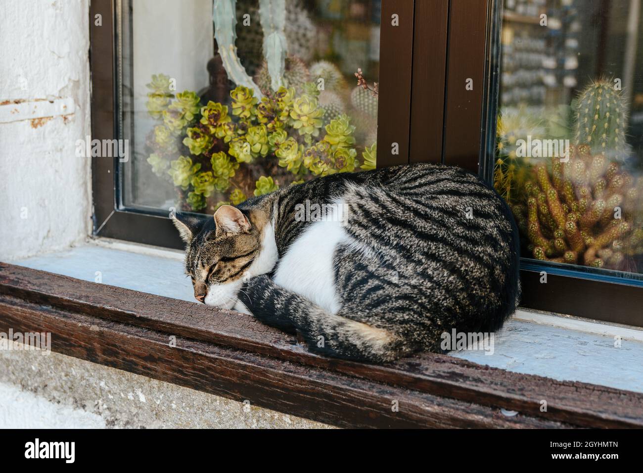 Domestic cat sleeping on window sill Stock Photo - Alamy