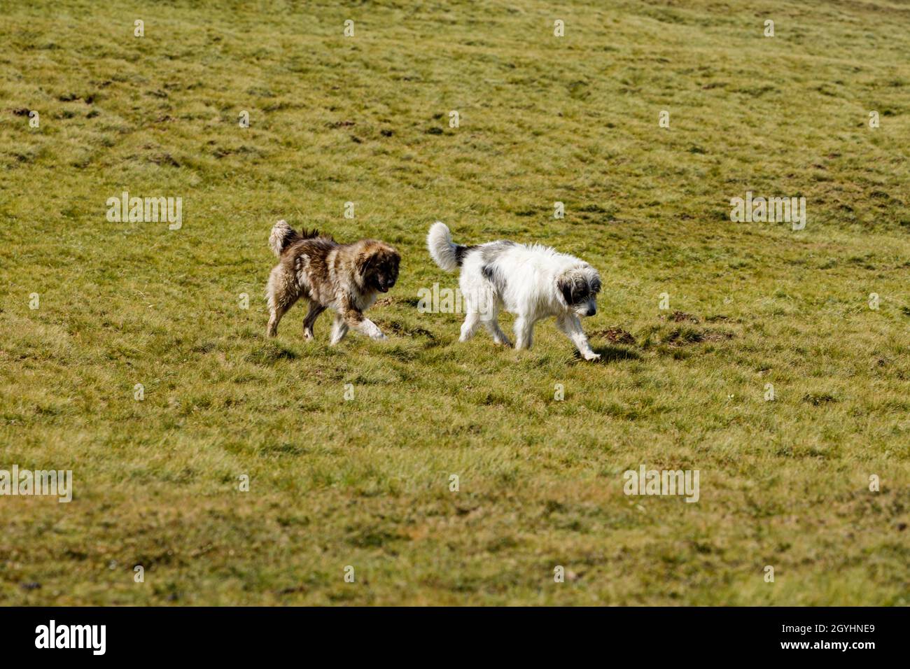 Romanian Sheepdog High Resolution Stock Photography and Images - Alamy