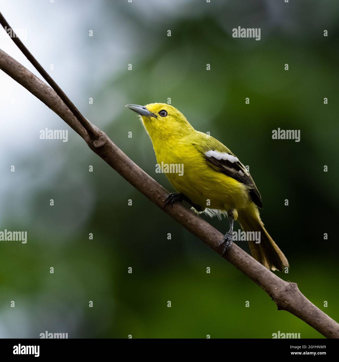 Yellow iora hi-res stock photography and images - Alamy