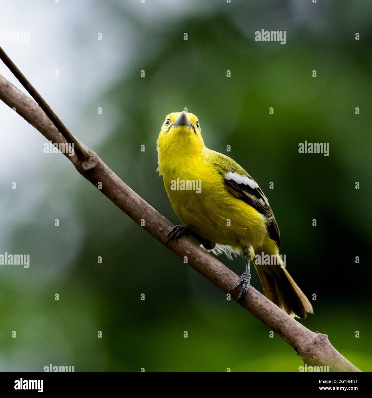 Iora hi-res stock photography and images - Alamy