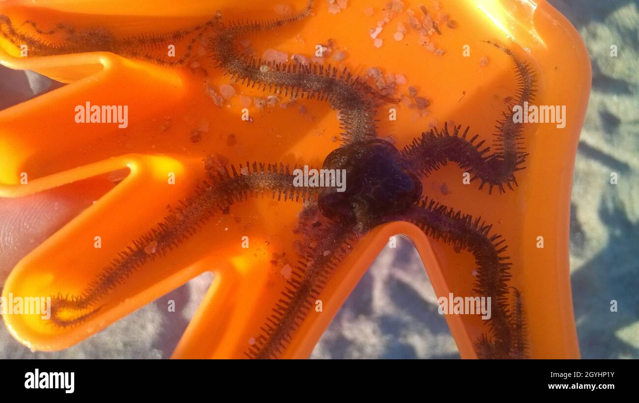 Shell lies in sand hi-res stock photography and images - Alamy