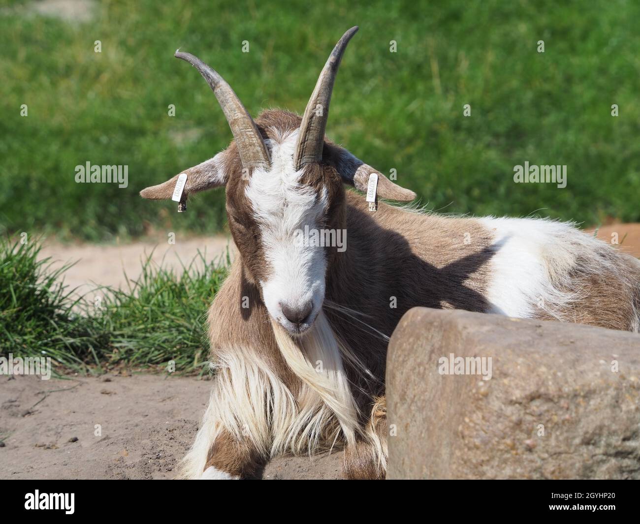 African Pygmy Goat nodding in the warm Autumn sun Stock Photo - Alamy