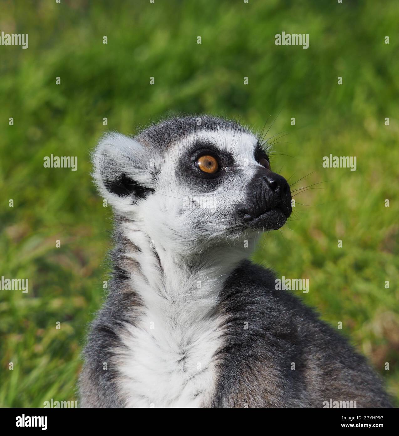 Ring tailed lemur long black and white ringed tail hi-res stock ...