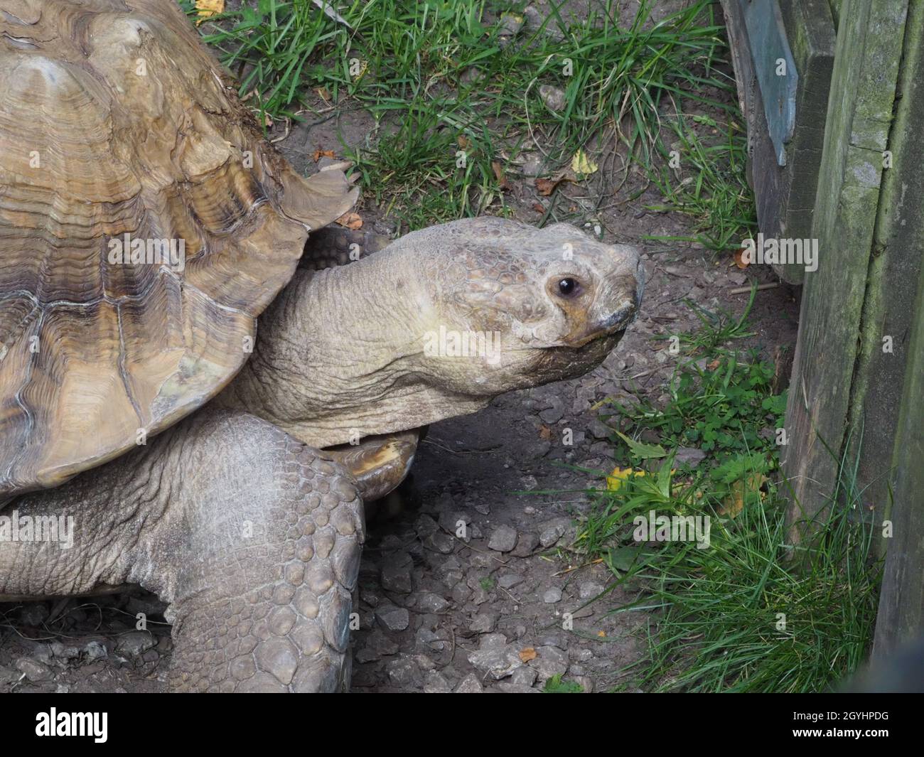 Galápagos tortoise looking at the gate in hope of escape or food Stock Photo - Alamy