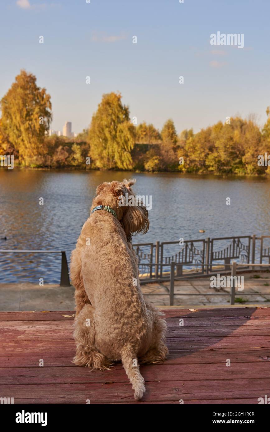 Irish soft coated wheaten terrier. A fluffy dog sits on the embankment ...