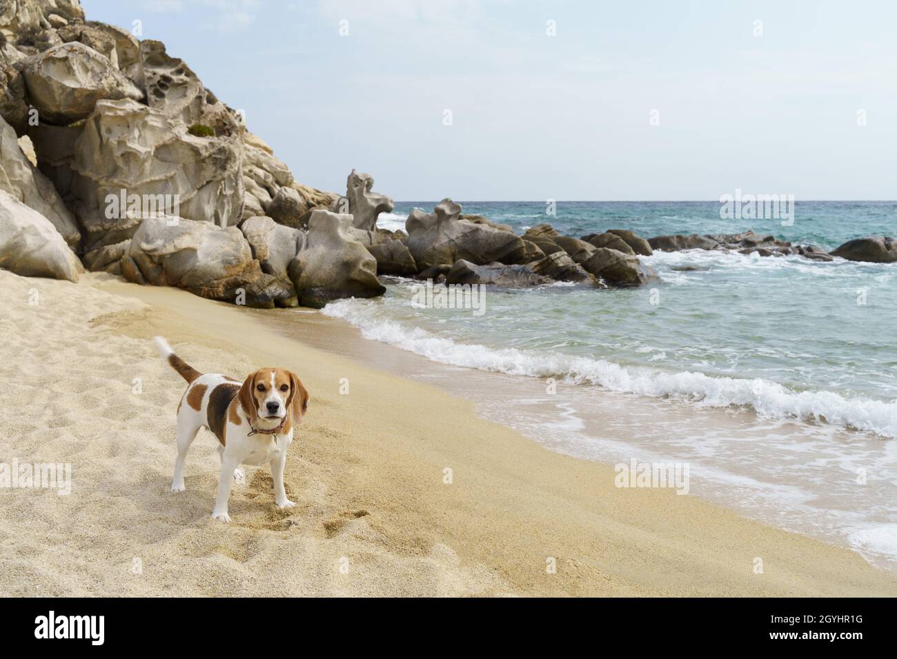Cute tree color beagle dog on the sea shore Stock Photo - Alamy
