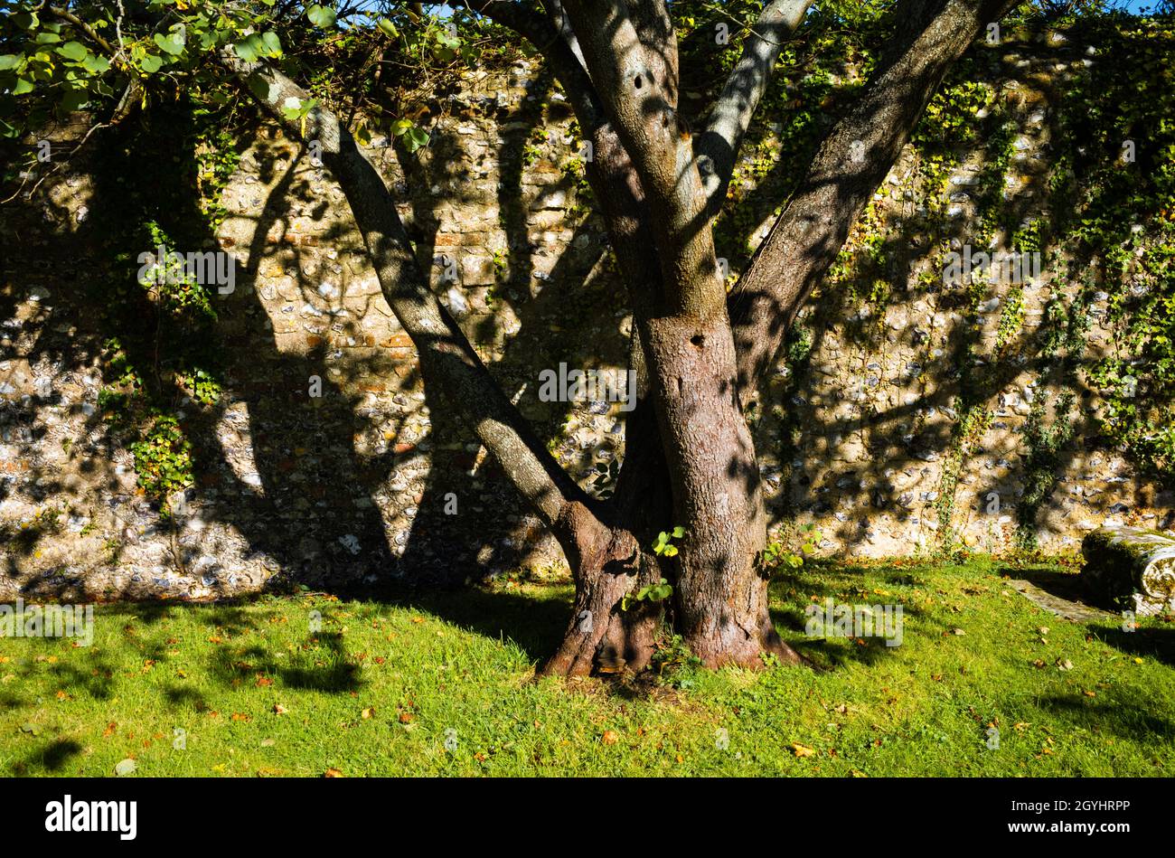 Boxgrove park hi-res stock photography and images - Alamy