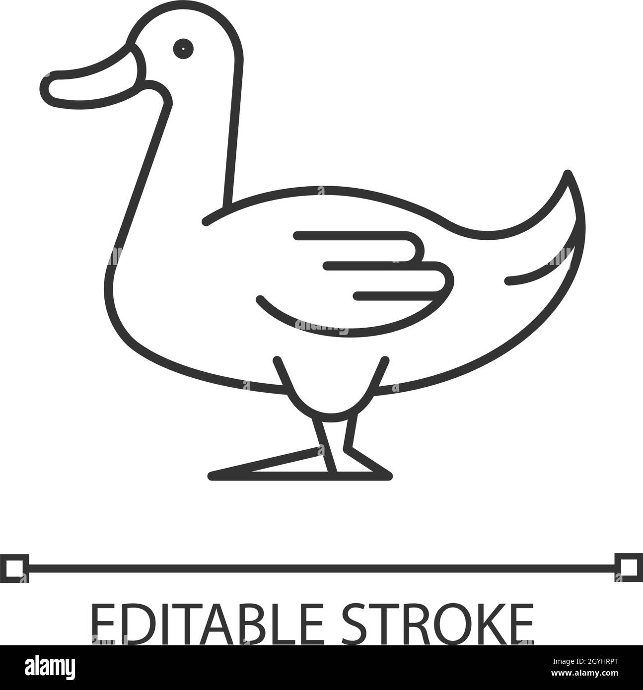 Domestic duck linear icon Stock Vector Image & Art - Alamy