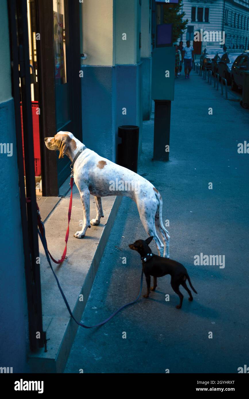 Two dogs in a shop doorway looking inside Stock Photo - Alamy