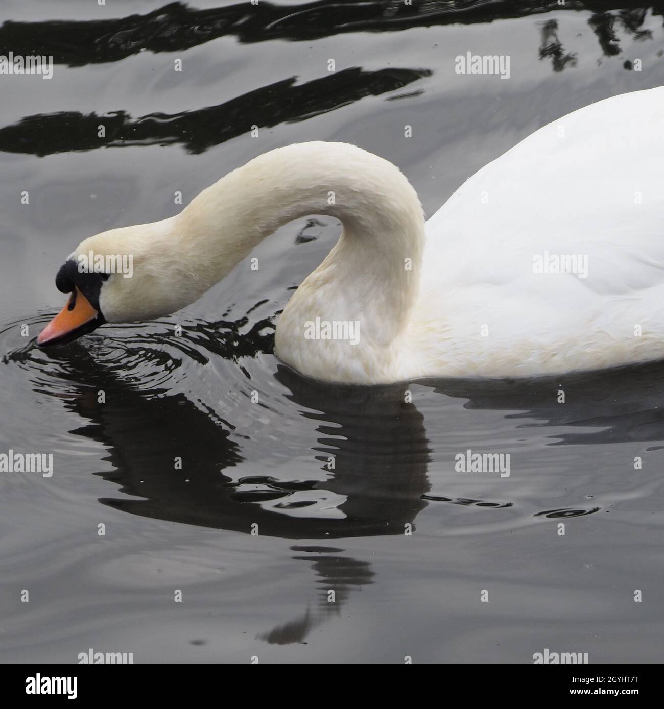 Mute swan dipping its bill into the dark water of the pond Stock Photo ...