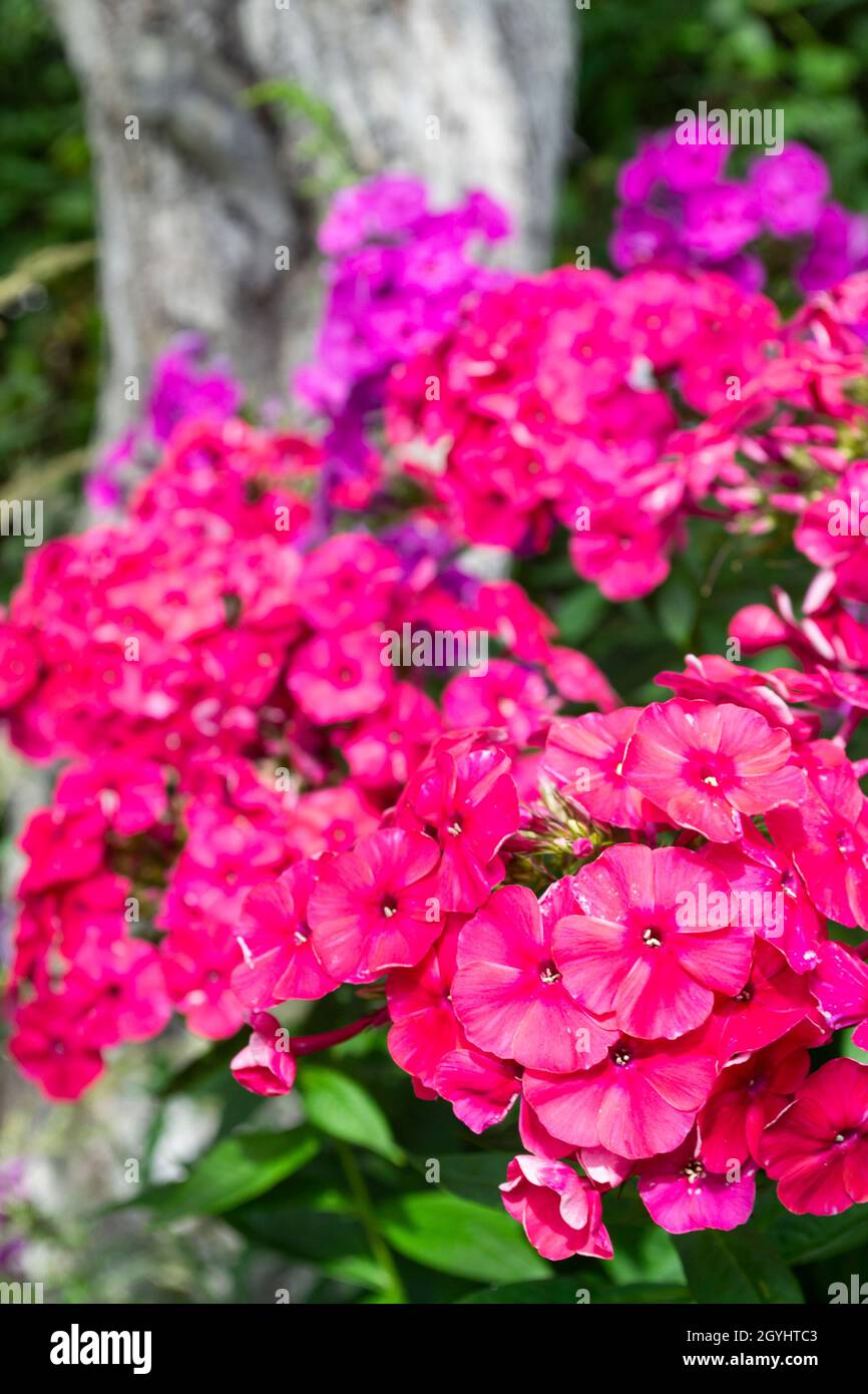 multicolor clusters of phloxes bouquet , phlox in garden bloom Stock ...