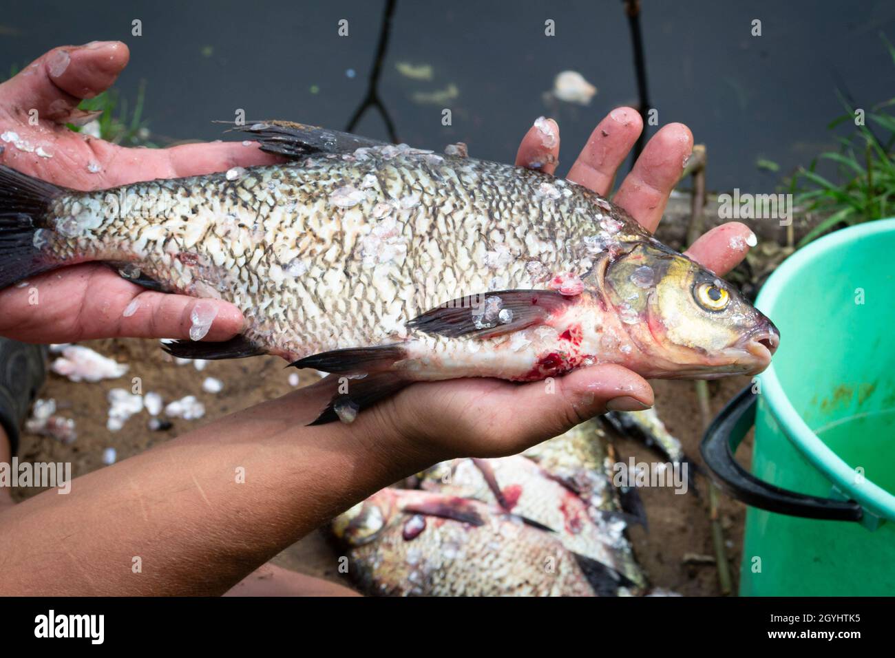 Cod fish, river crucian carp fish n the hands of a fisherman close up ...