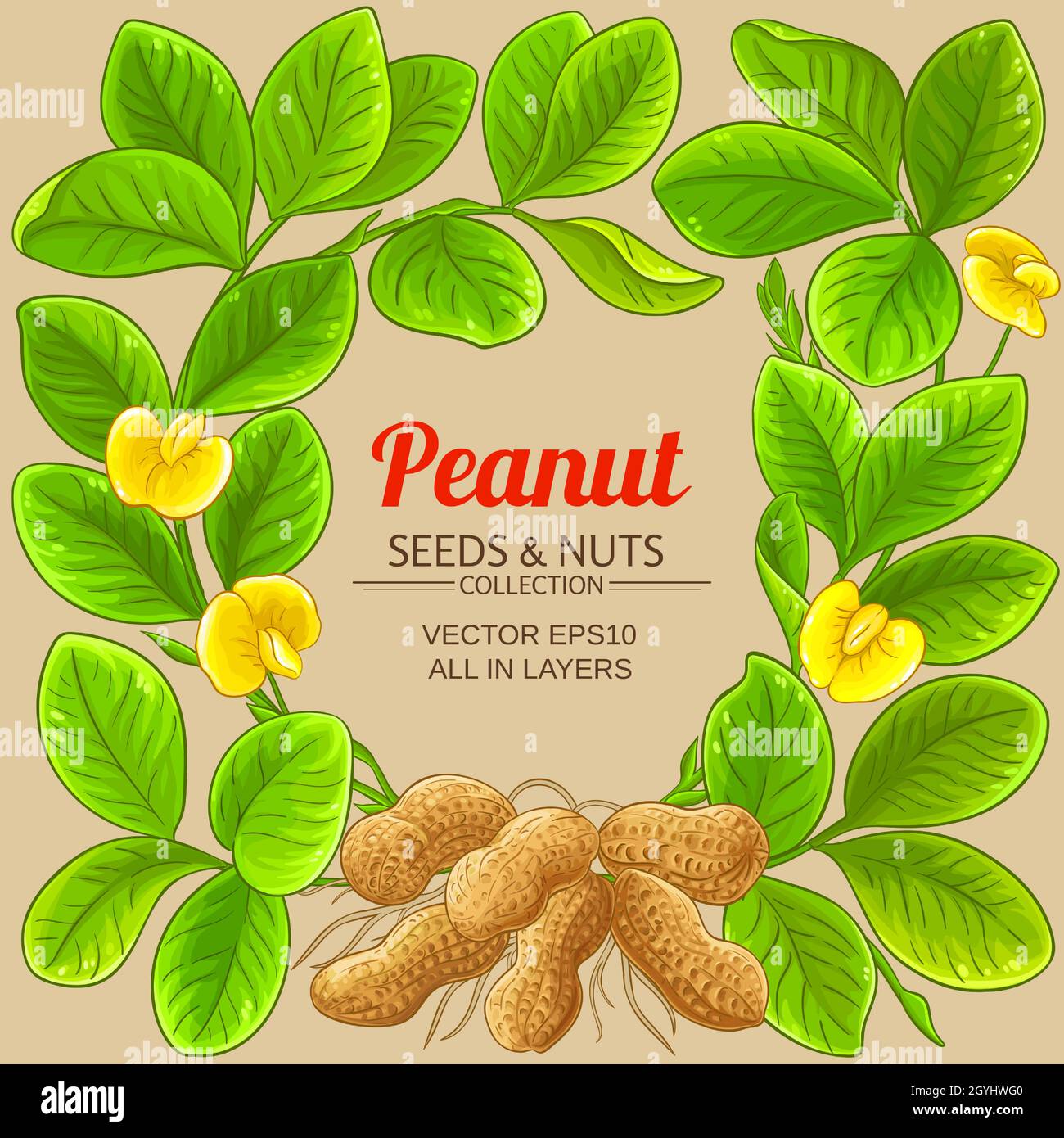 peanut vector frame on color background Stock Vector Image & Art - Alamy