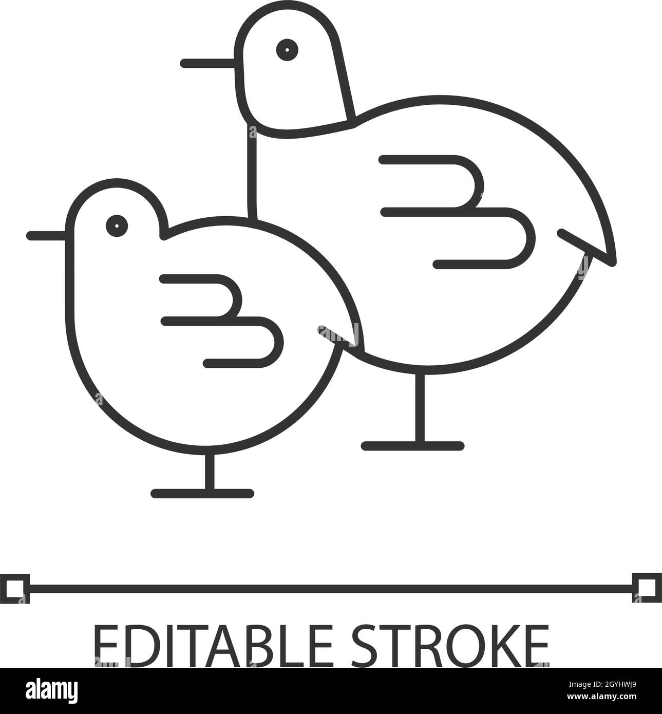 Chicks poultry chicken bird yellow Stock Vector Images - Alamy