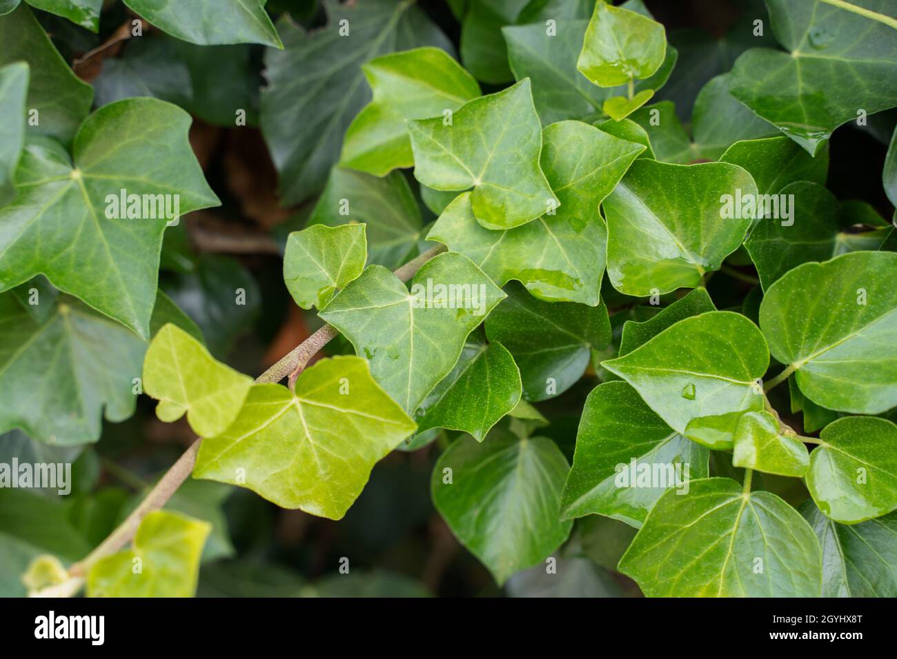 Green lush Climbing Ivy with rainfrops background Stock Photo - Alamy