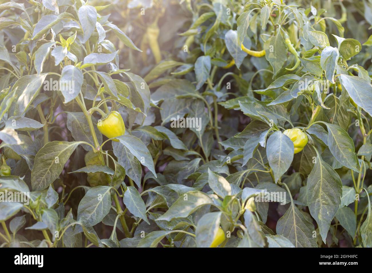 Bell pepper plant close-up. Planted in the field Stock Photo - Alamy