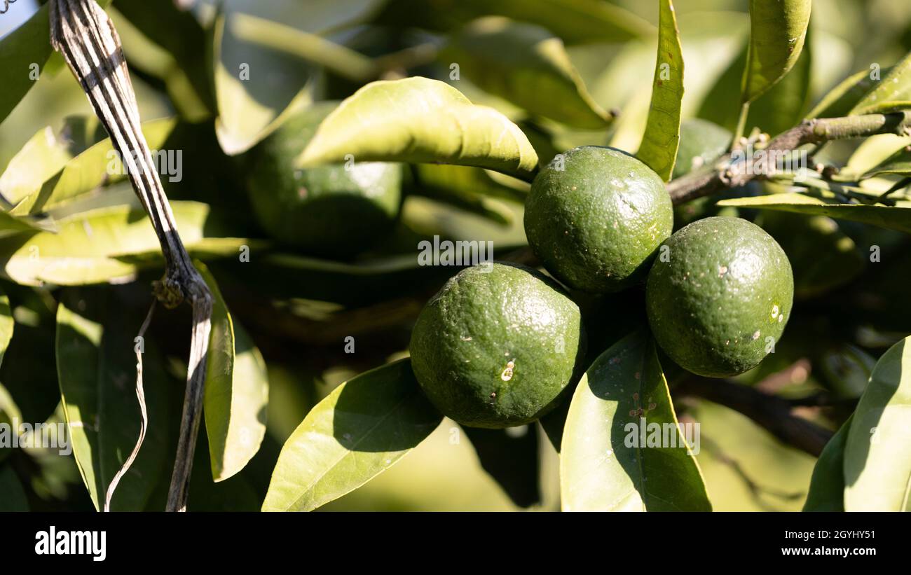 Immature citrus fruits hi-res stock photography and images - Alamy