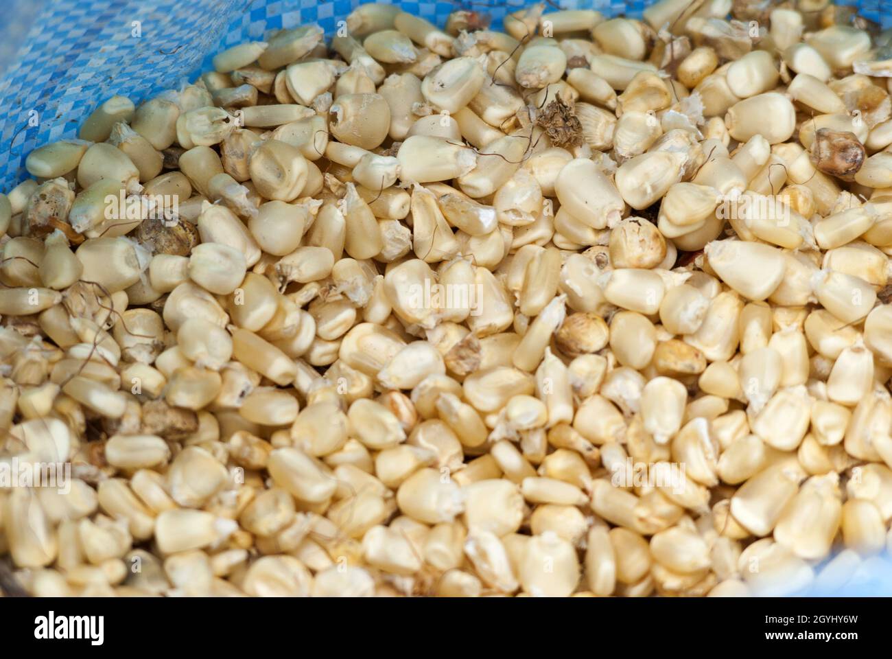 Corn seeds on market Guatemala. Zea mays. Central America Stock Photo ...