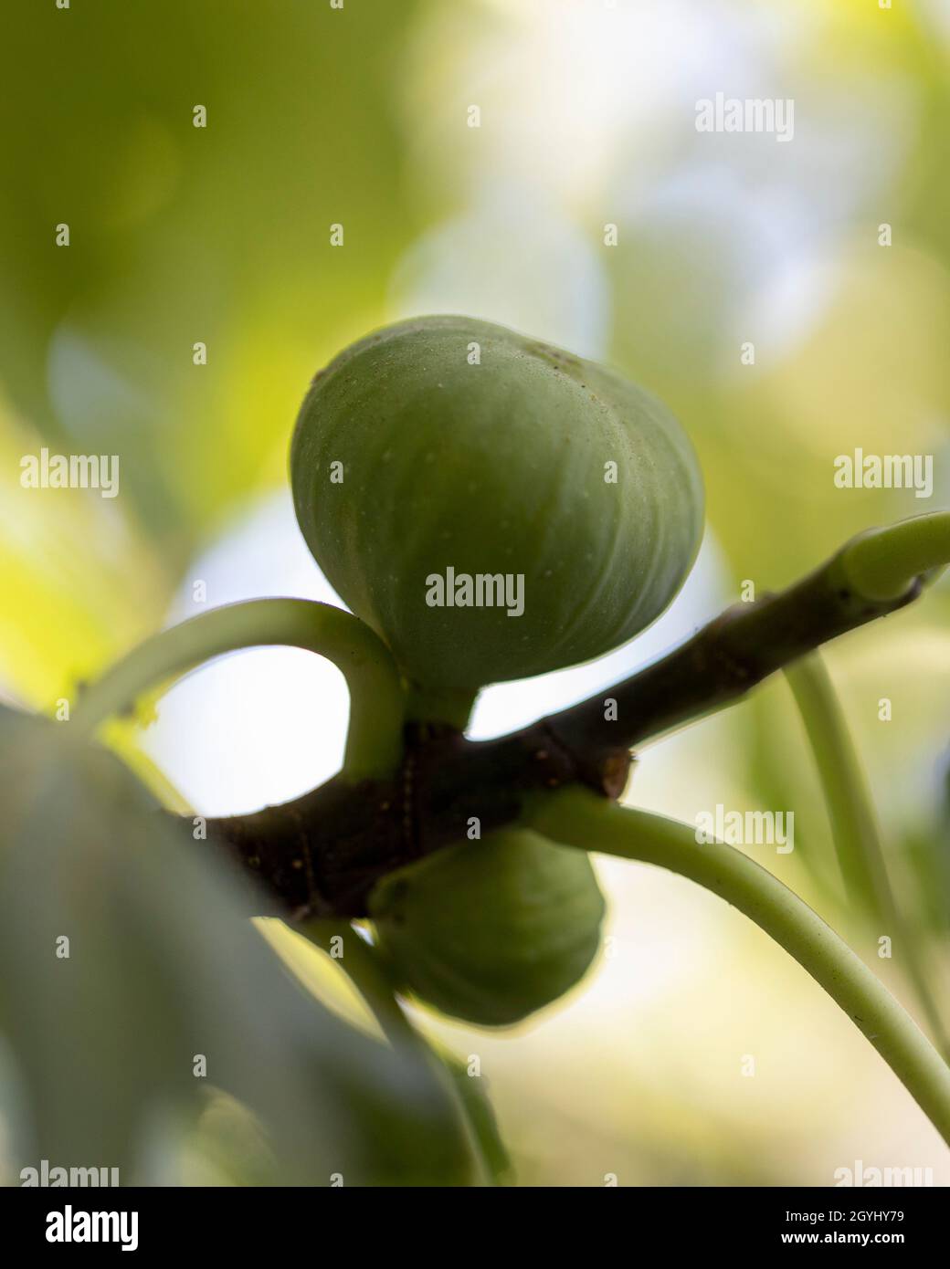 Fig leaves and figs on a fig tree ficus carica hi-res stock photography ...
