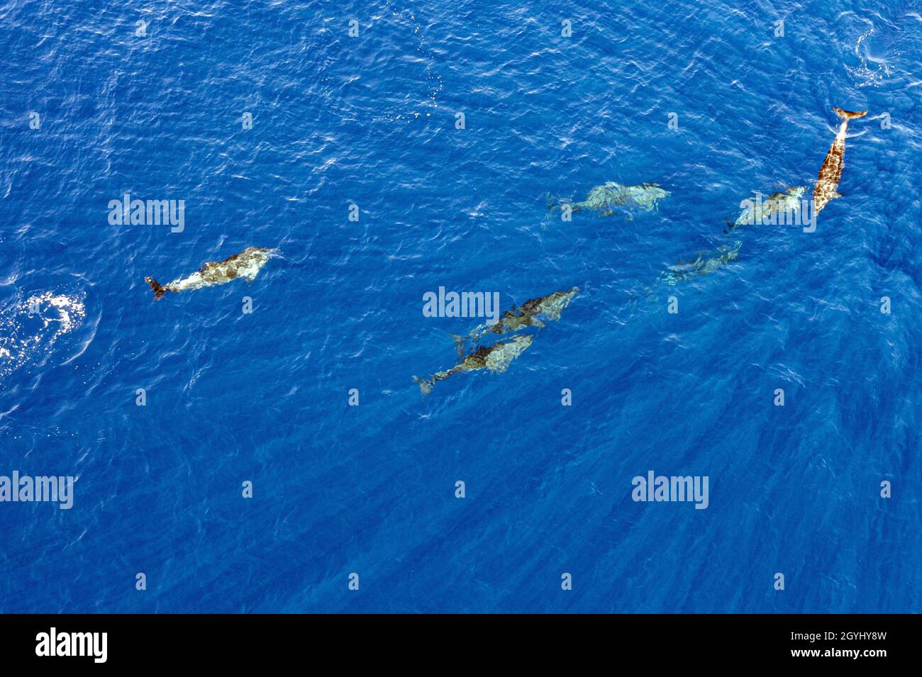 Aerial view of dolphin hi-res stock photography and images - Alamy