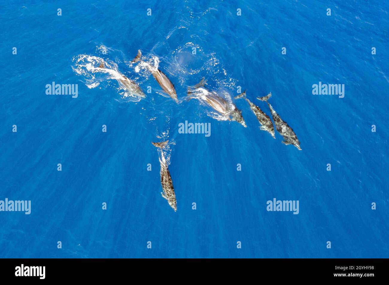 Aerial view bottlenose dolphin hi-res stock photography and images - Alamy