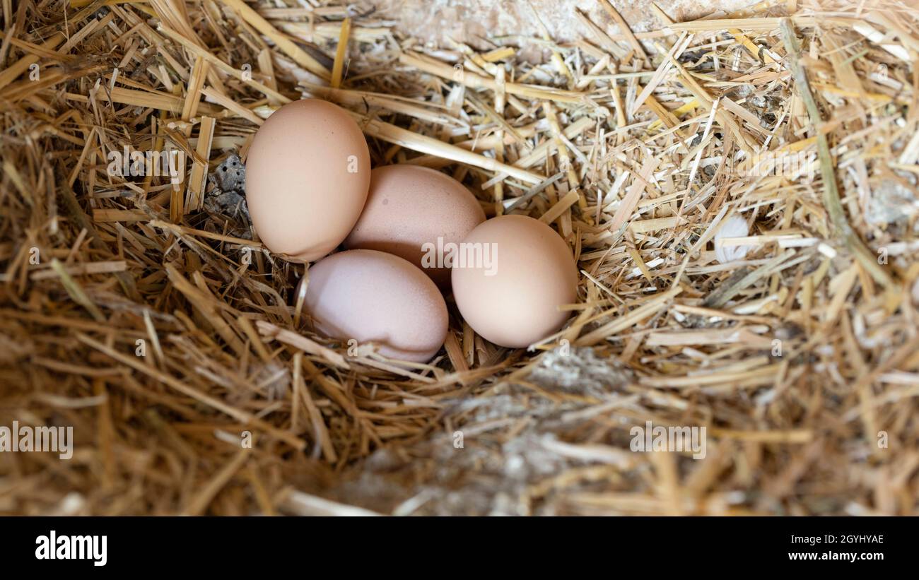 Nesting box chicken hi-res stock photography and images - Alamy