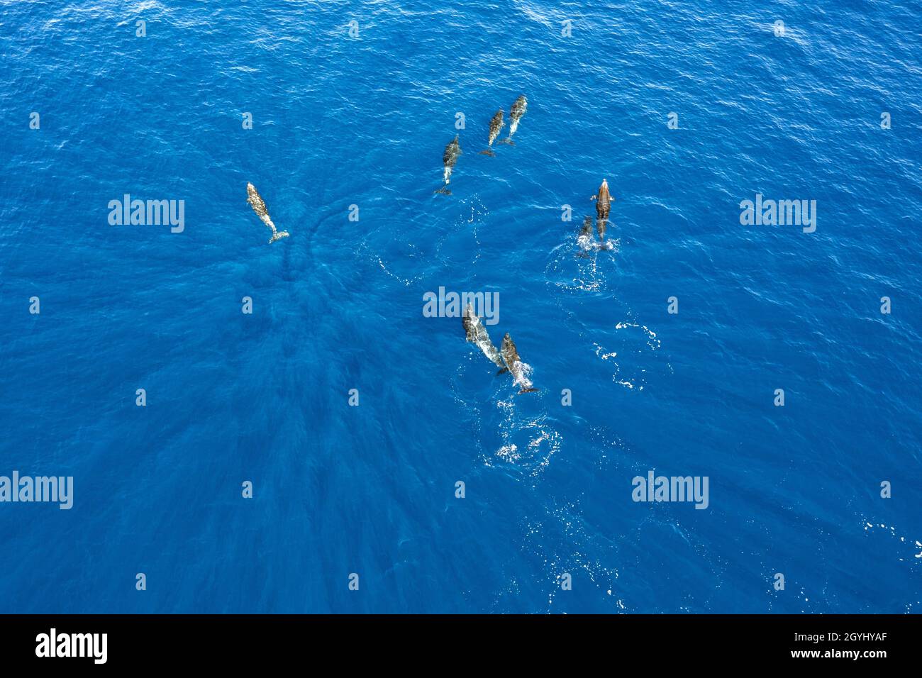 Aerial view bottlenose dolphin hi-res stock photography and images - Alamy