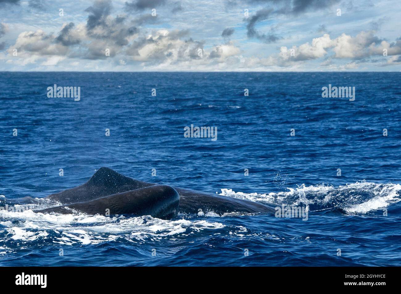 Sperm whale in atlantic ocean close up Stock Photo - Alamy