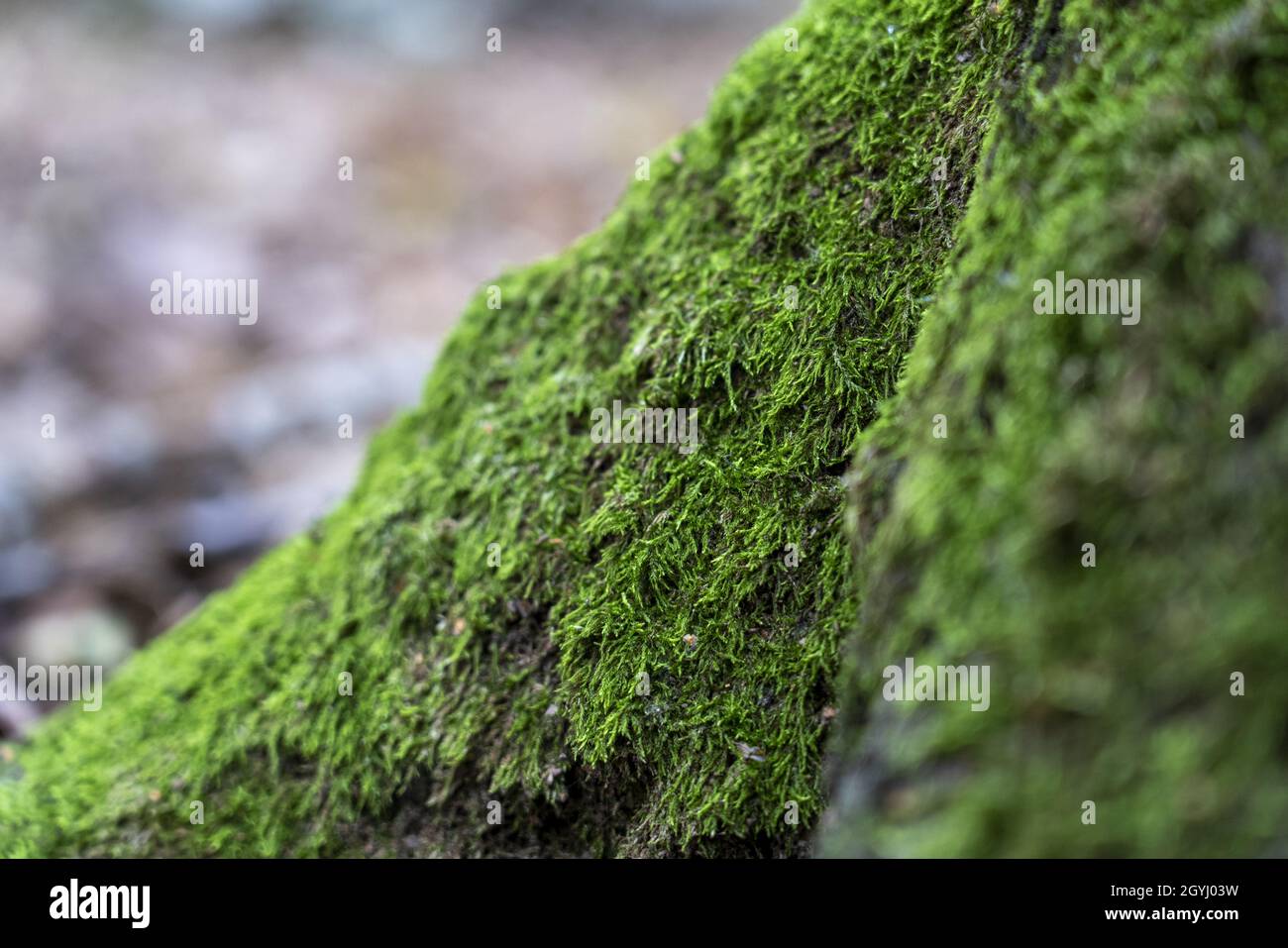 Moss on the lower part of a tree trunk Stock Photo - Alamy