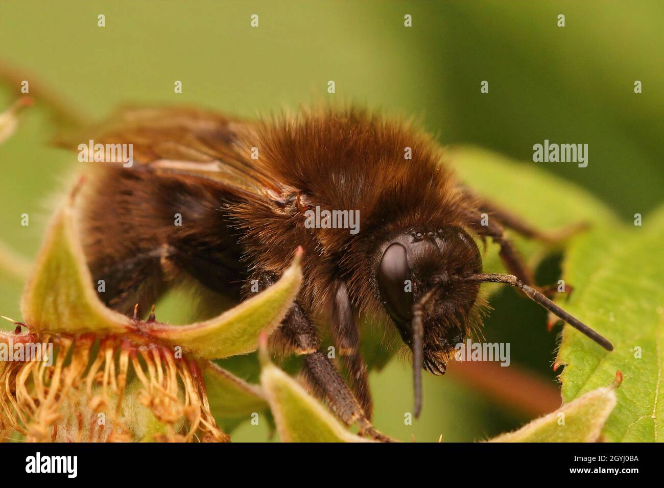 Tree bumblebee queen hi-res stock photography and images - Alamy