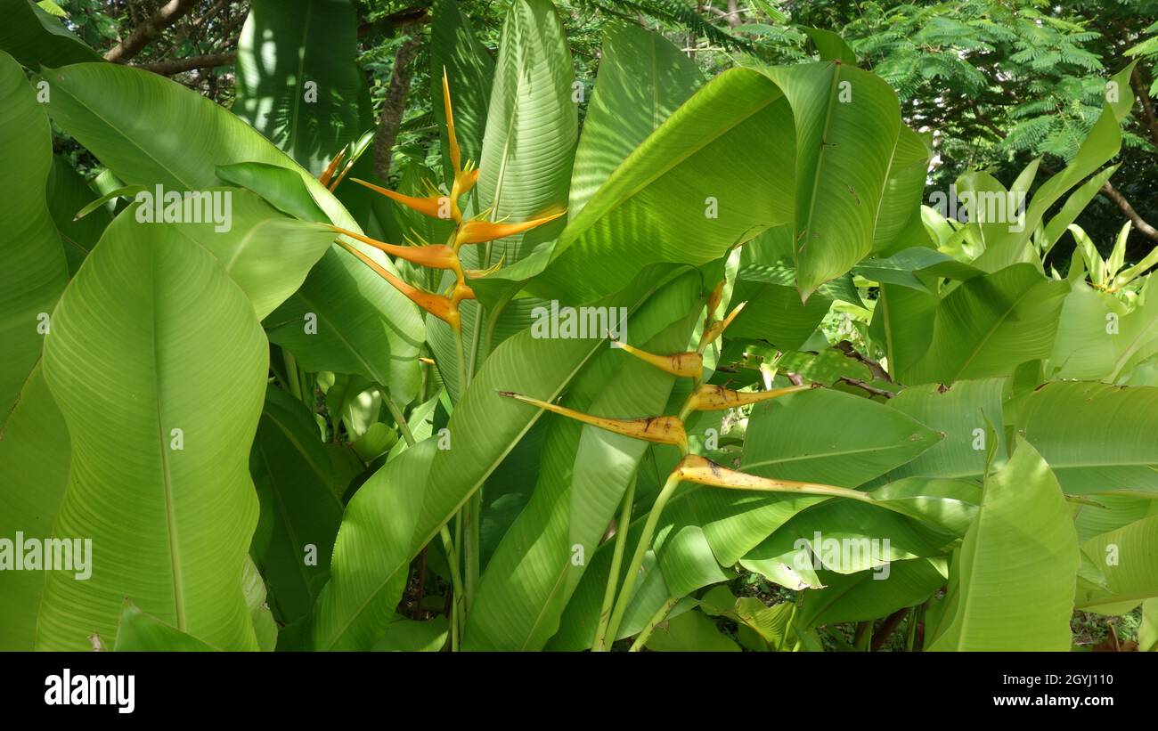 Yellow Paradise bird or Strelitzia Reginae Stock Photo - Alamy