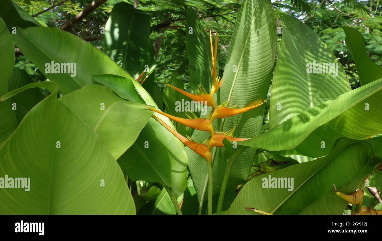 Yellow Paradise bird or Strelitzia Reginae Stock Photo - Alamy