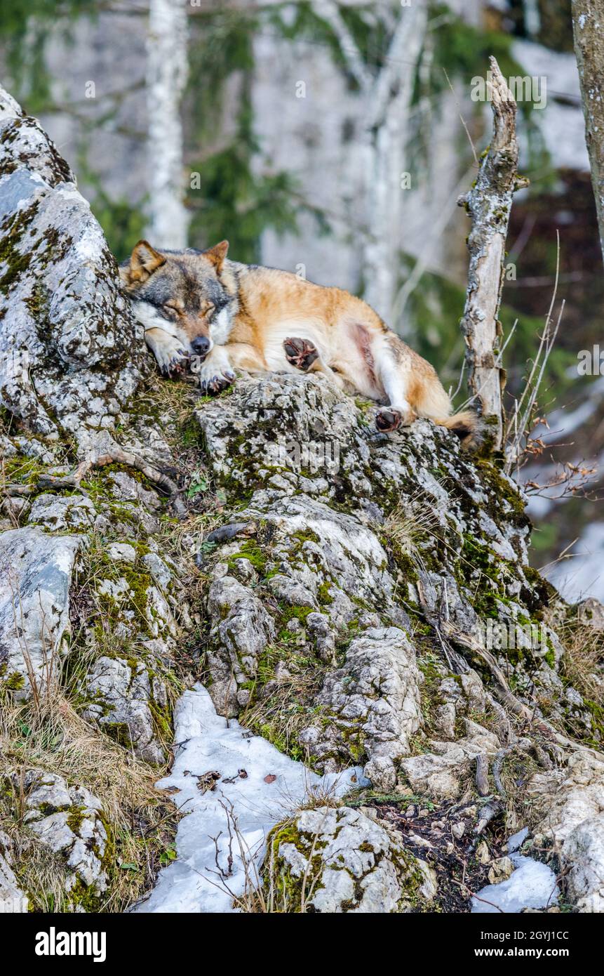 Wolf (Canis lupus, also known as the gray wolf or grey wolf, sleeping ...