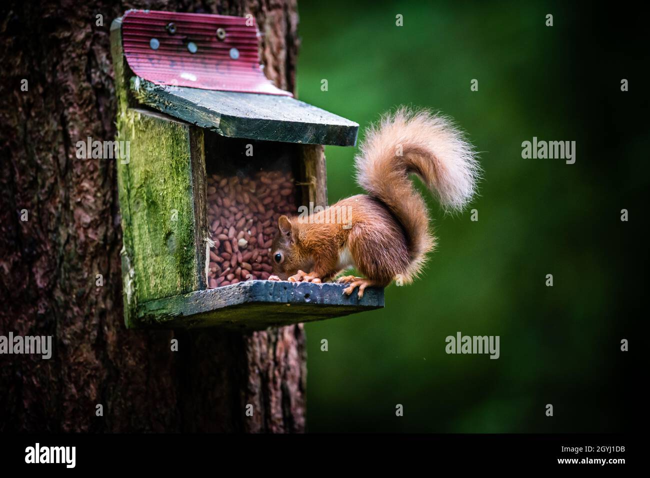 Rare & beautiful Red Squirrels living wild & protected in the Scottish ...