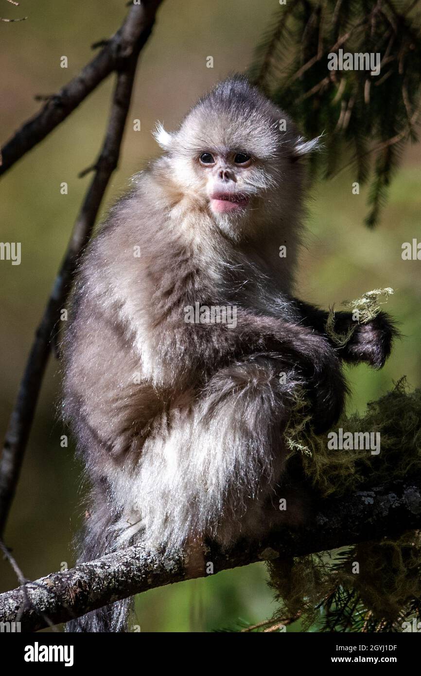 (211008) -- KUNMING, Oct. 8, 2021 (Xinhua) -- A snub-nosed monkey is ...