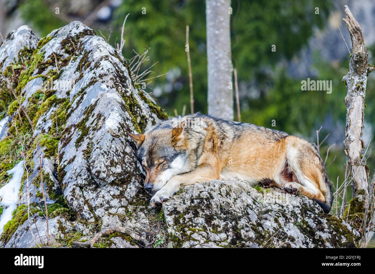 Wolf (Canis lupus, also known as the gray wolf or grey wolf, sleeping ...