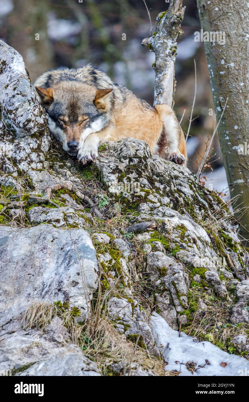 Wolf (Canis lupus, also known as the gray wolf or grey wolf, sleeping ...