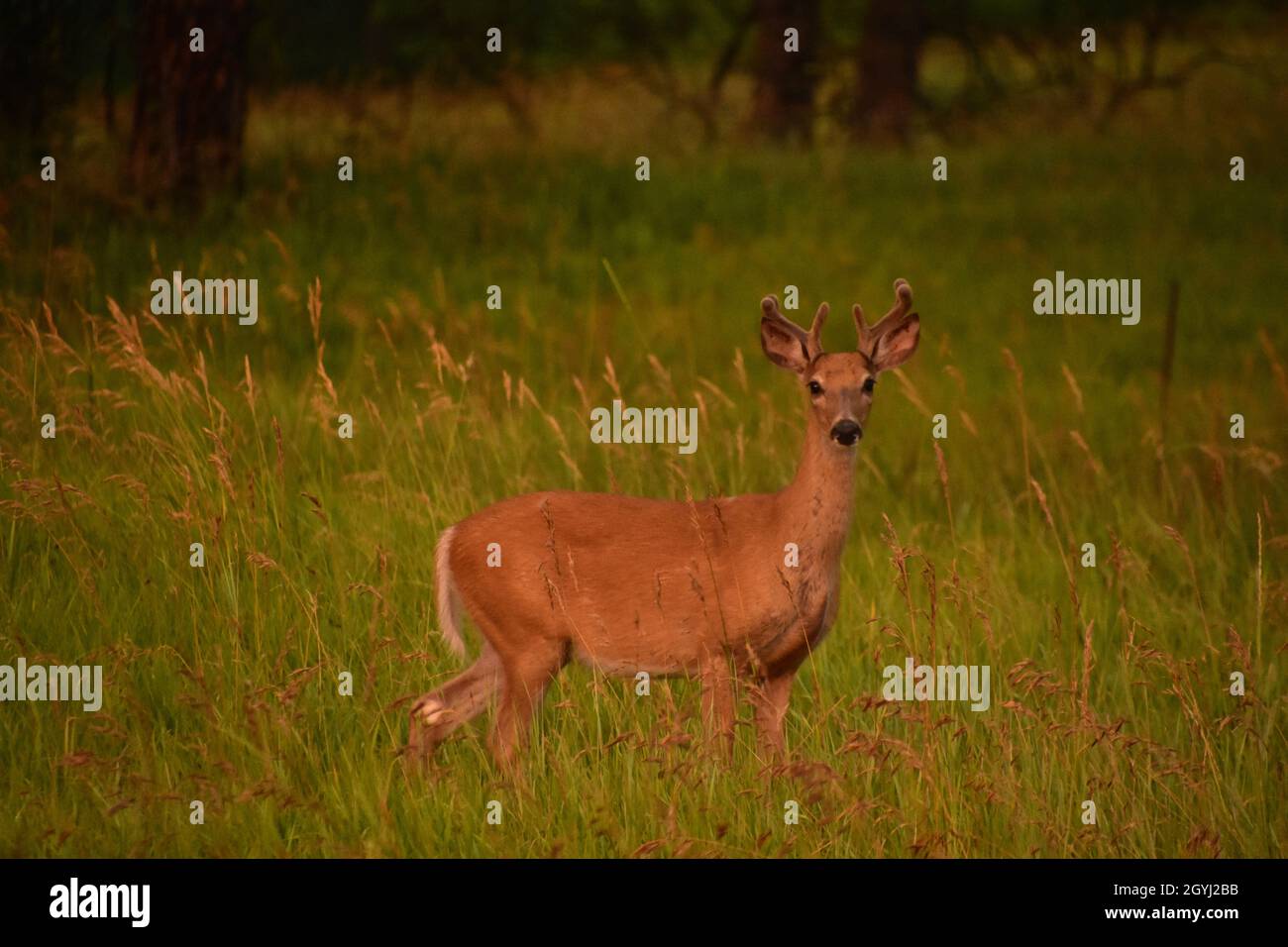 Startled young white tailed deer standing in a large grass meadow Stock ...