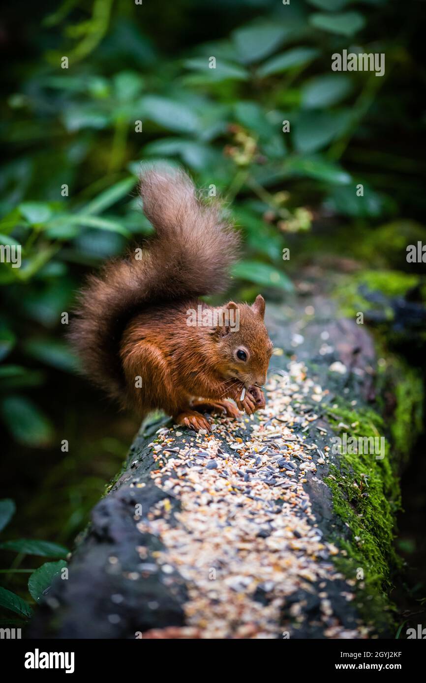 Rare & beautiful Red Squirrels living wild & protected in the Scottish ...