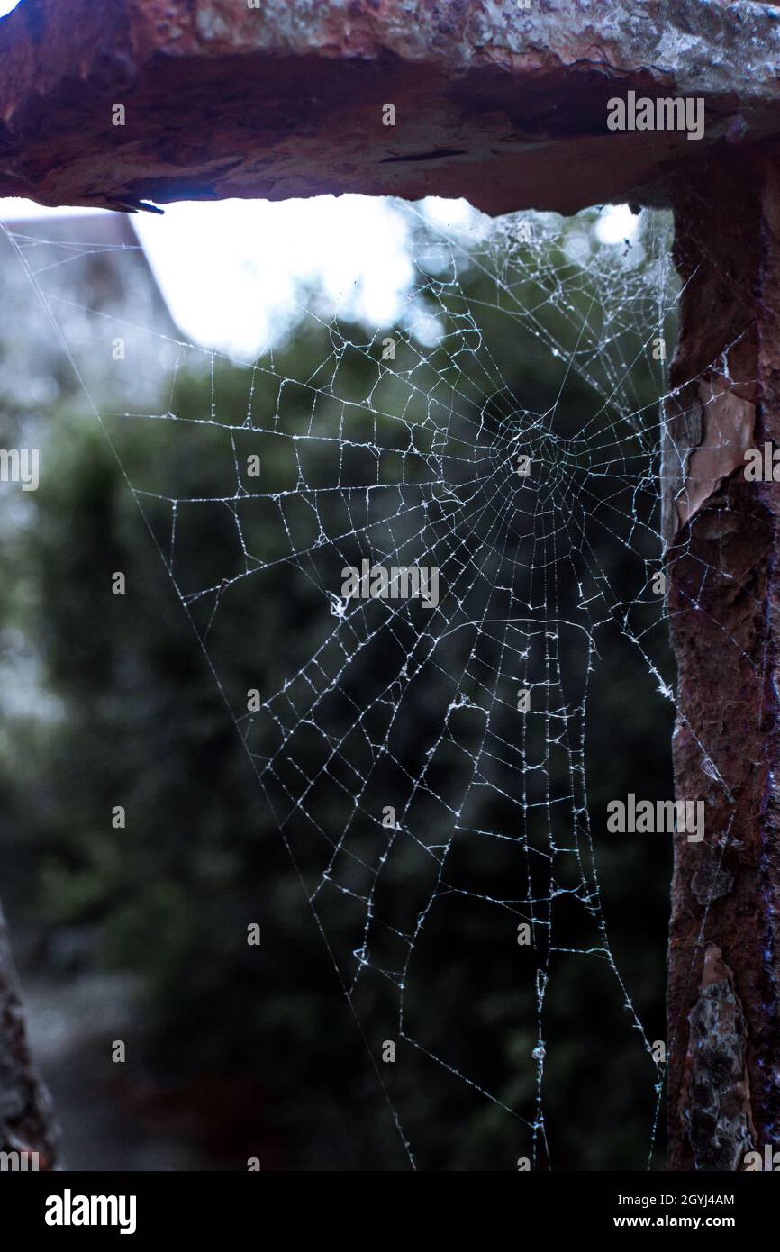 broken Spiderweb on a fence Stock Photo - Alamy