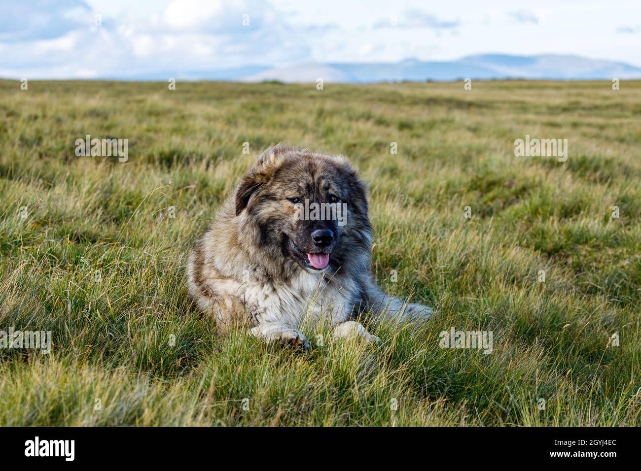 Romanian sheepdog hi-res stock photography and images - Alamy