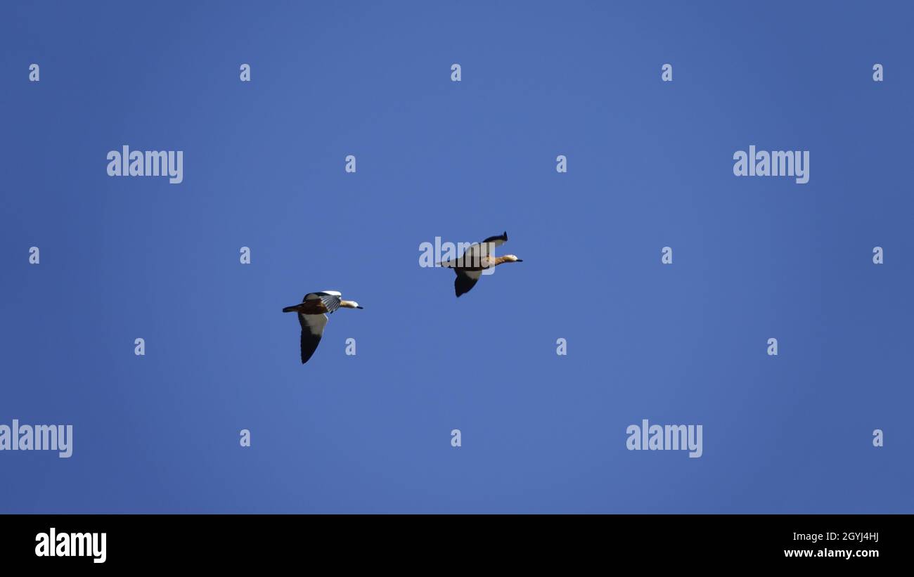 Himalayan birds hi-res stock photography and images - Alamy