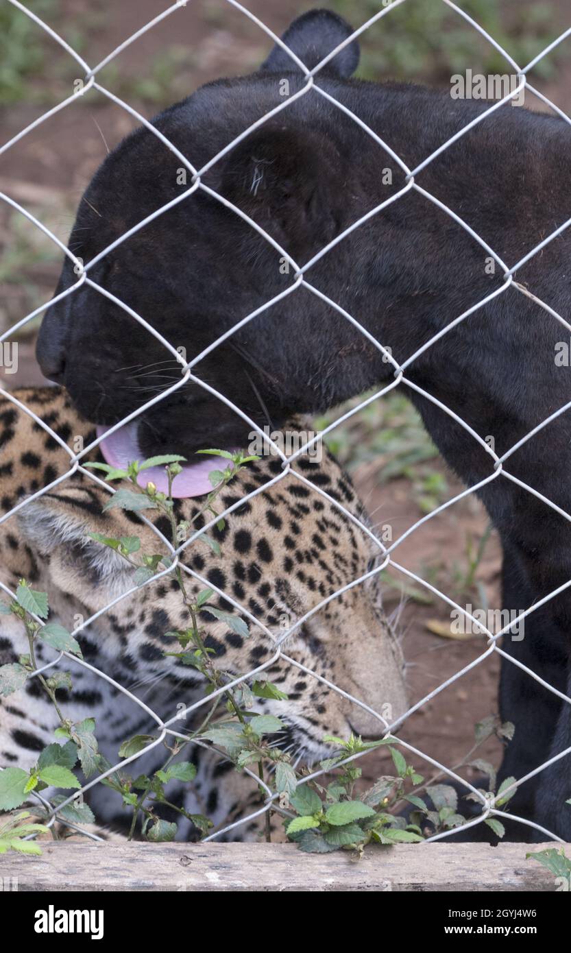 Spotted jaguar guatemala hi-res stock photography and images - Alamy