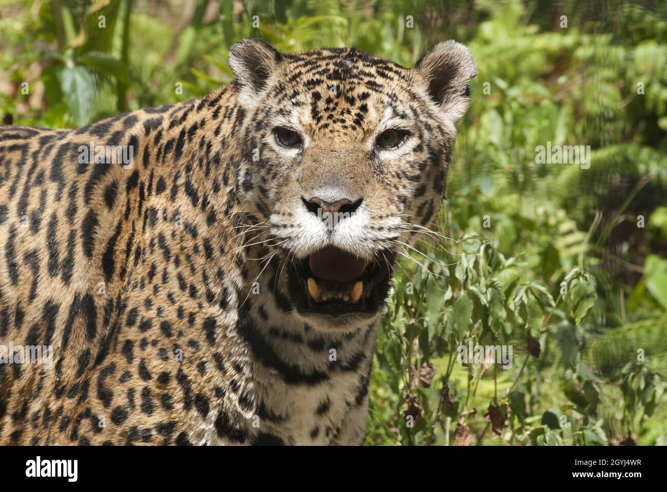 Spotted jaguar guatemala hi-res stock photography and images - Alamy